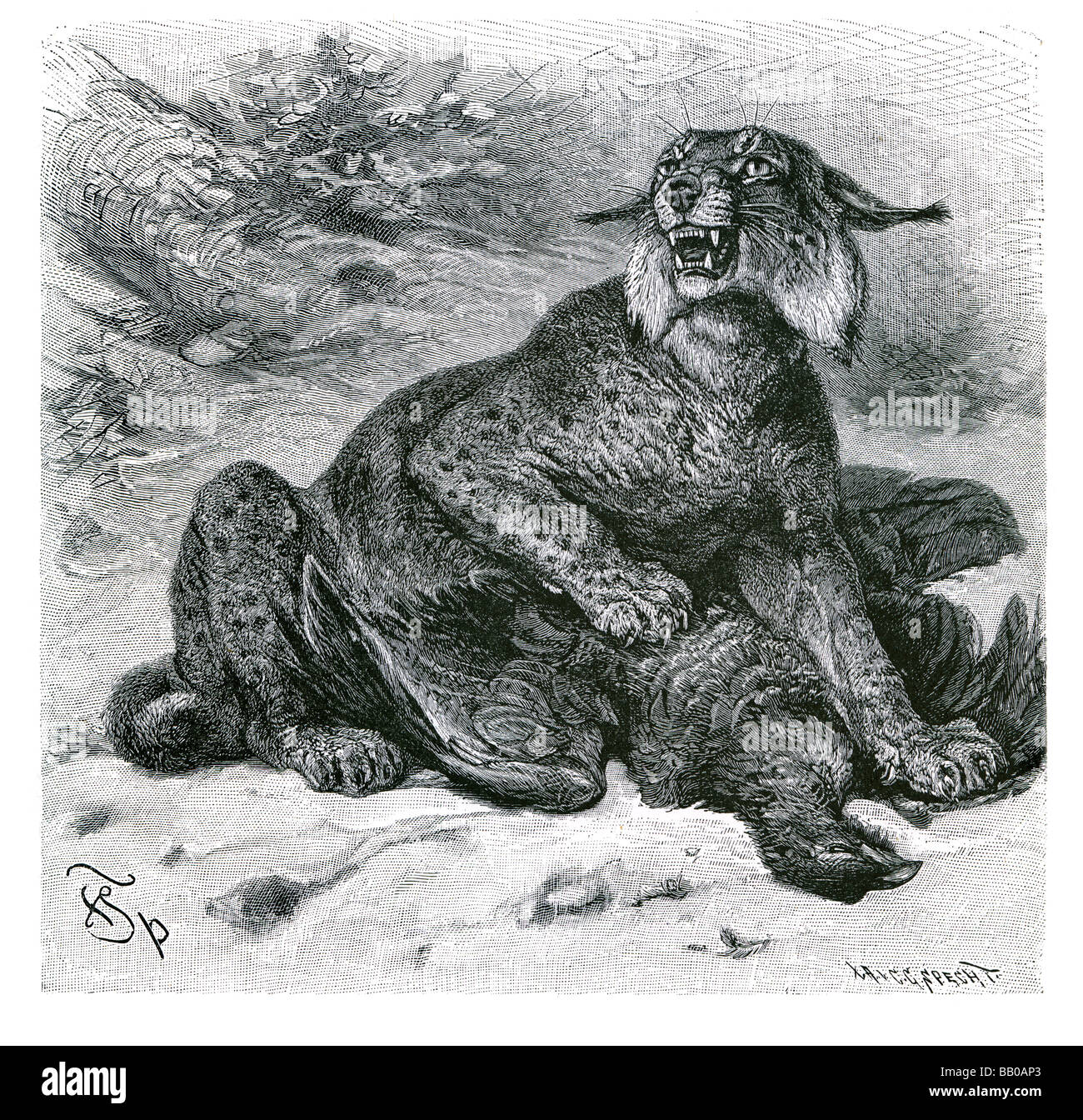 european lynx Eurasian lynx Lynx cat forests forest predator lynxes ...