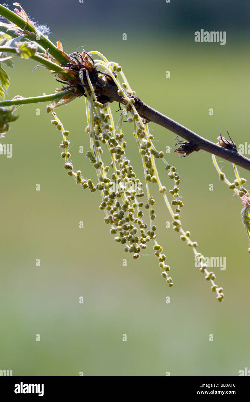 English or Pedunculate Oak Quercus robur flowers Stock Photo - Alamy