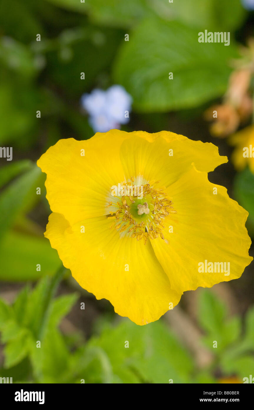 Papavers High Resolution Stock Photography and Images - Alamy