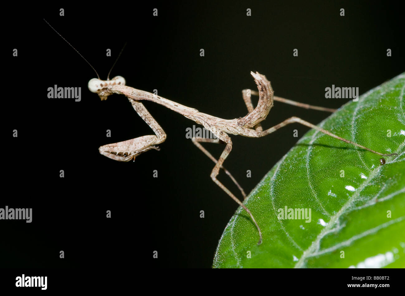 Praying mantis on a leaf in rain forest, Borneo Stock Photo - Alamy