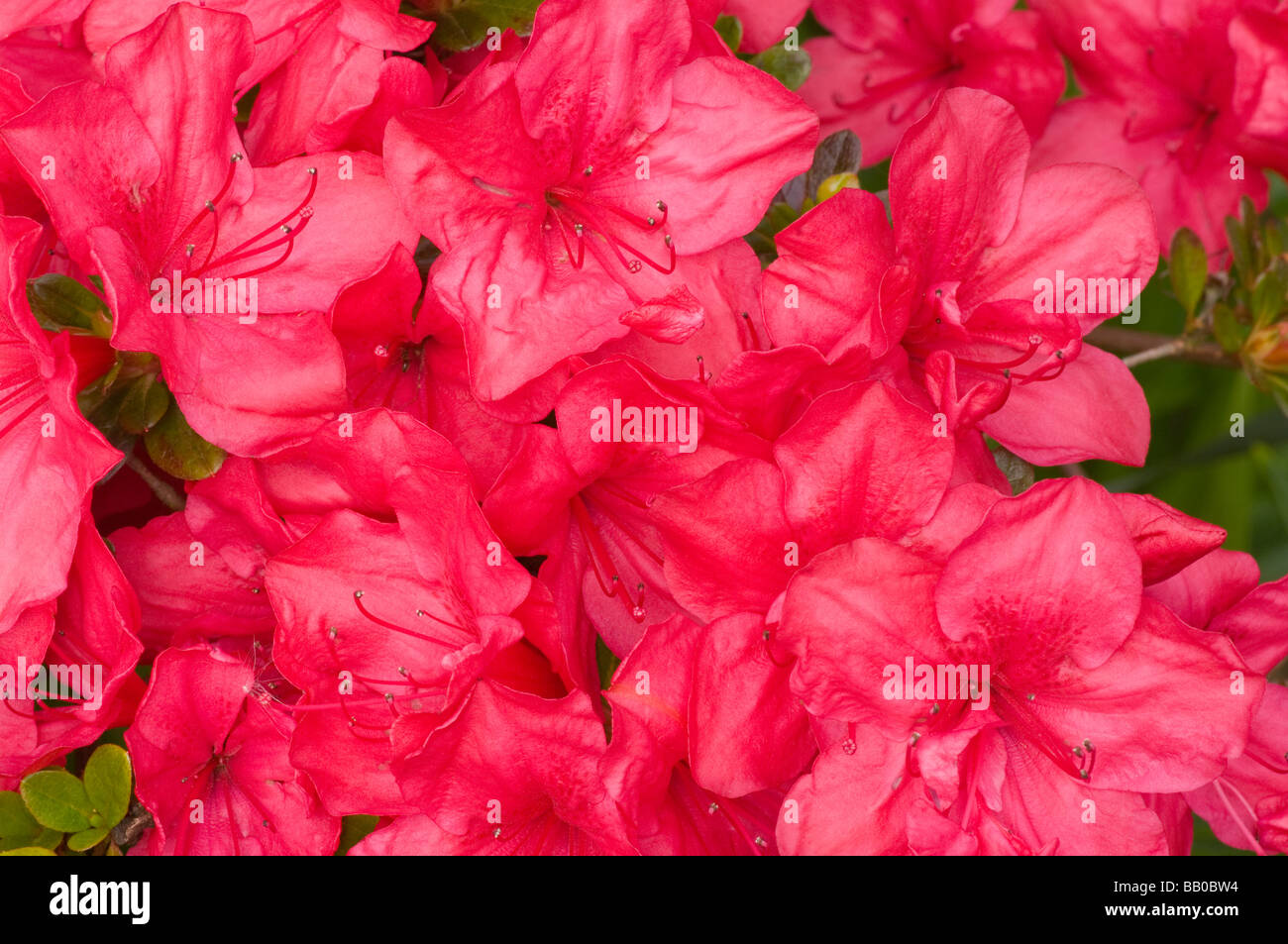 Red Azaleas Azalea Flowers Stock Photo - Alamy