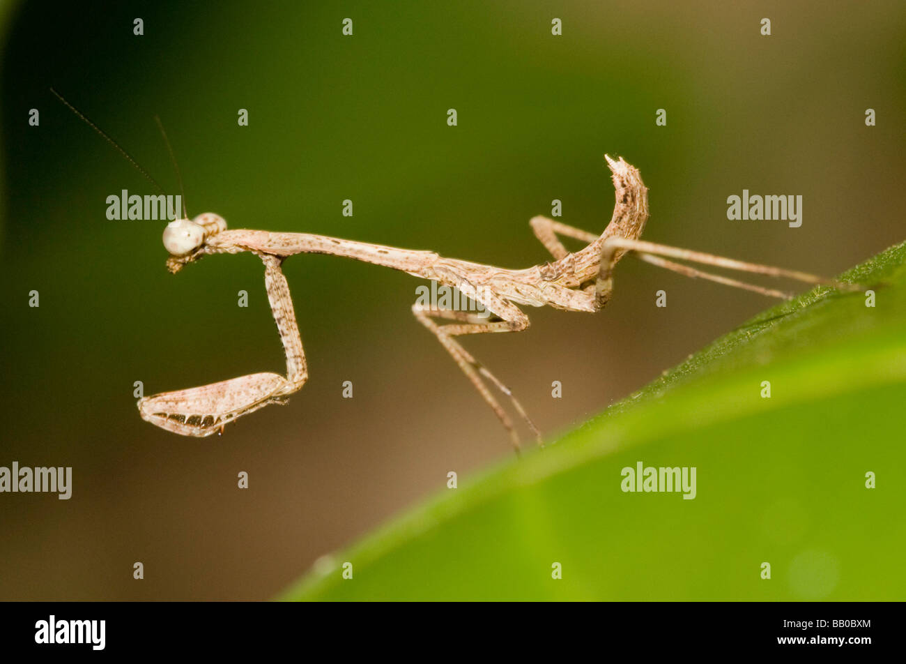 Insect borneo mantis mantodea hi-res stock photography and images - Alamy