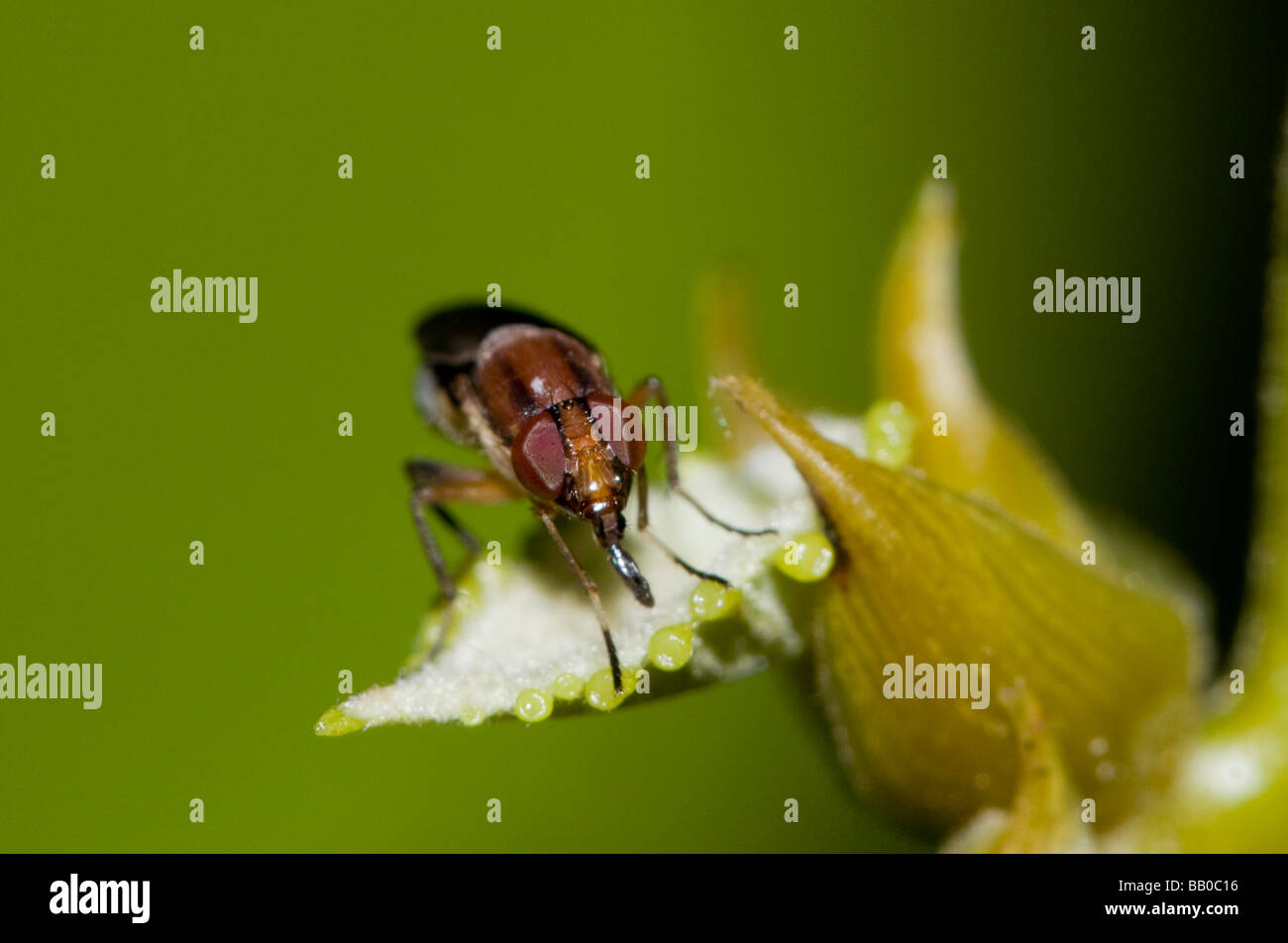 Insect in rain forest in Borneo Stock Photo - Alamy
