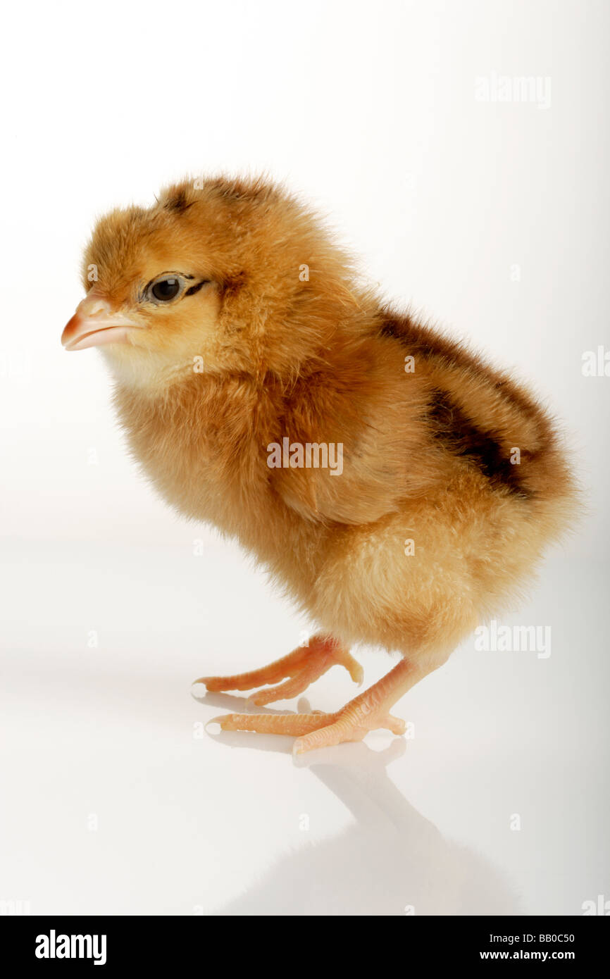 Newly born chick Stock Photo - Alamy