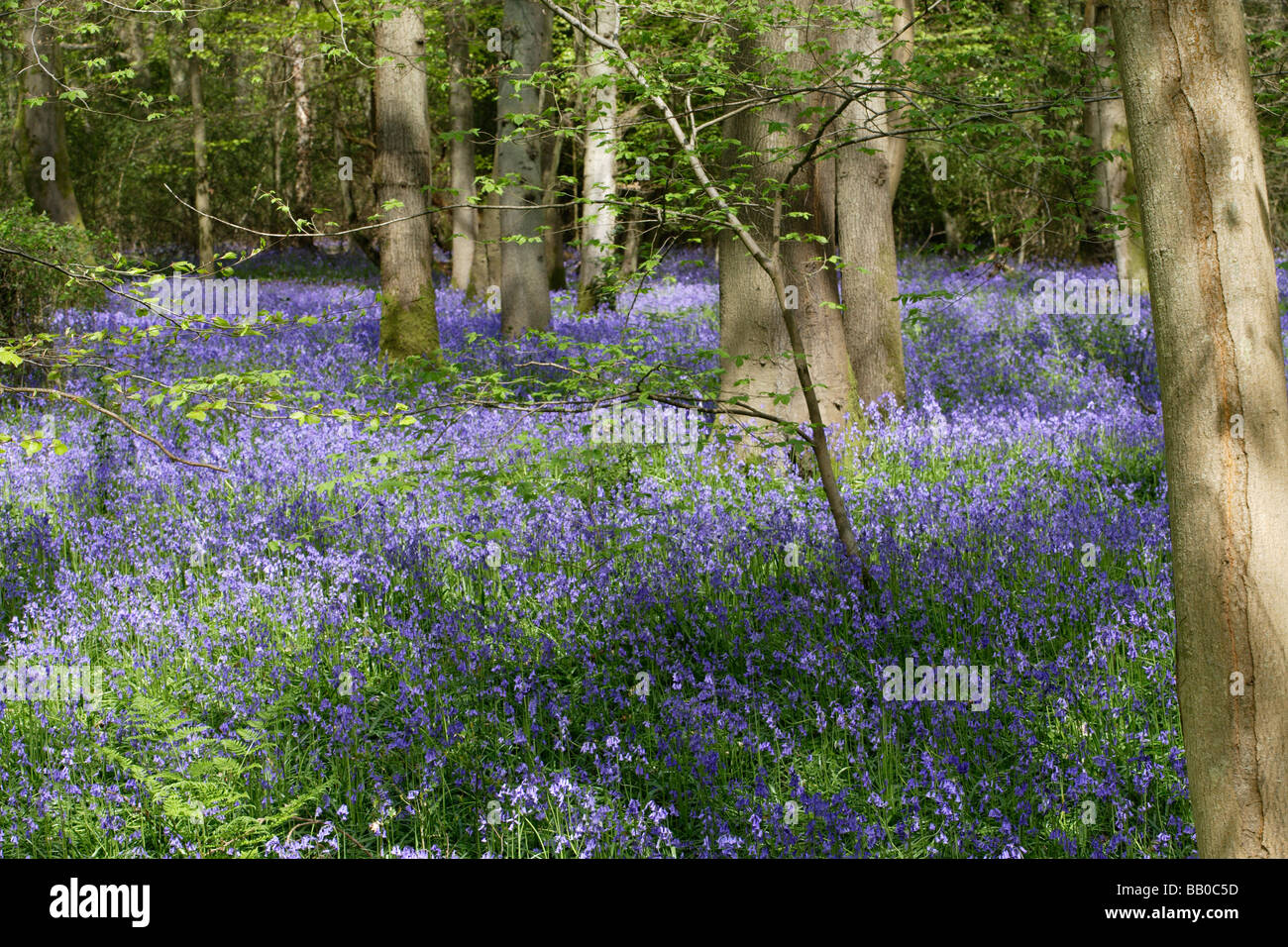 Bluebell woods in Spring at Staffhurst wood Surrey UK Stock Photo - Alamy