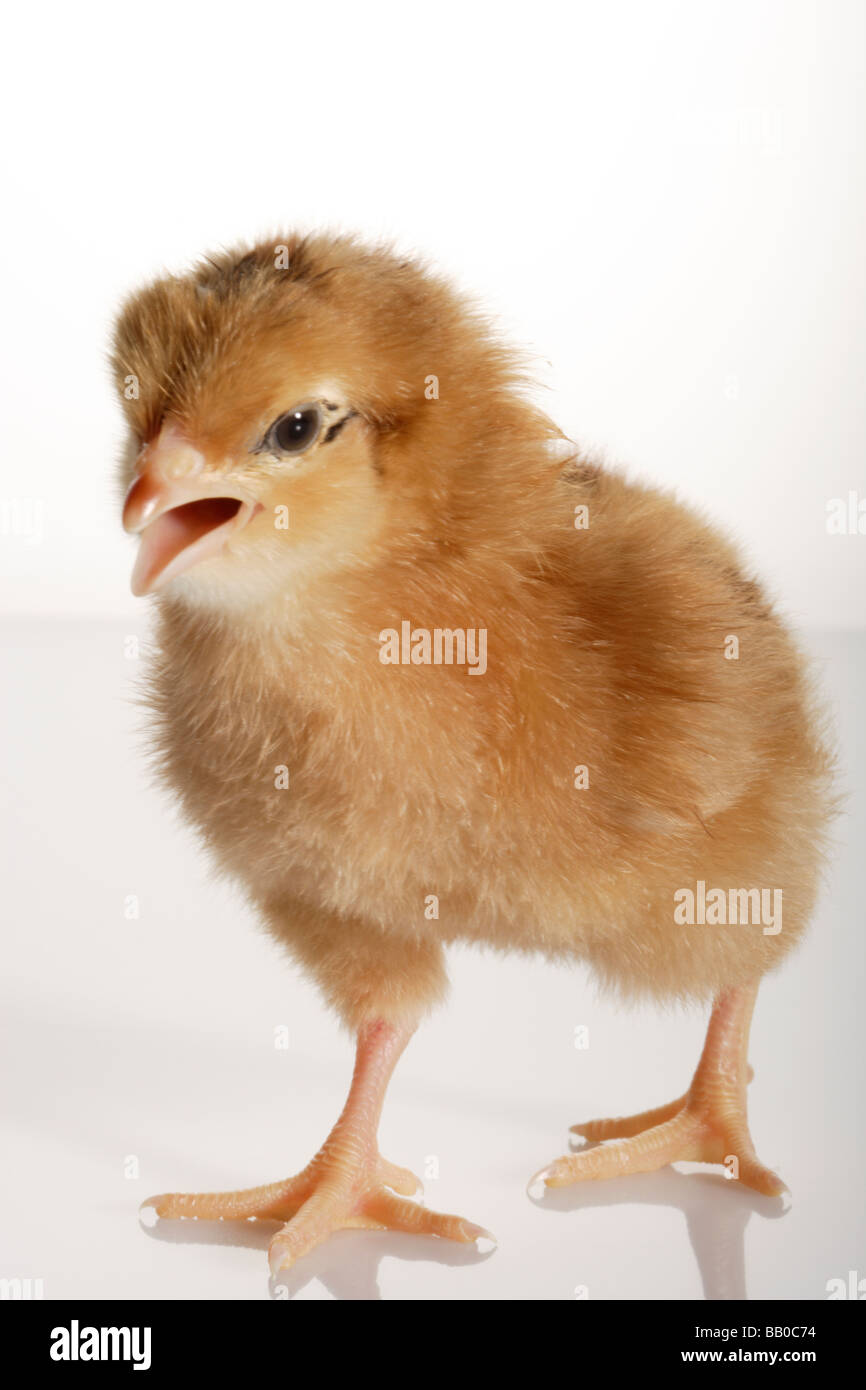 Newly born chick Stock Photo - Alamy