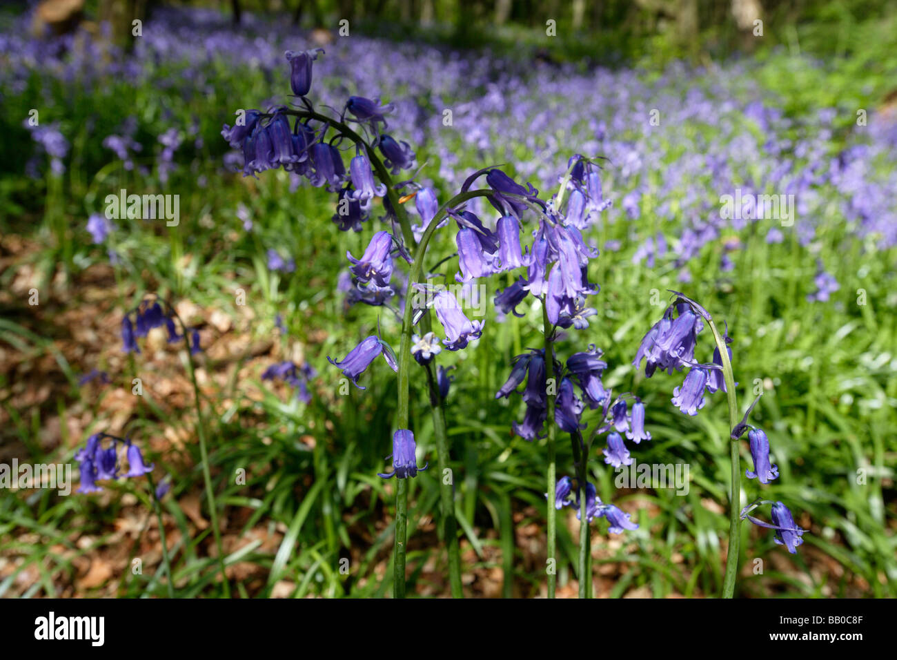 Bluebell woods in Spring at Staffhurst wood Surrey UK Stock Photo - Alamy