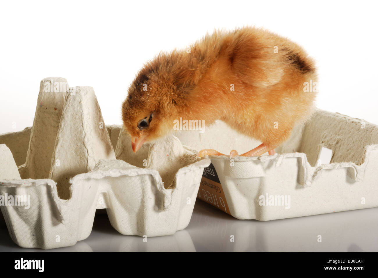 Newly born chick Stock Photo - Alamy