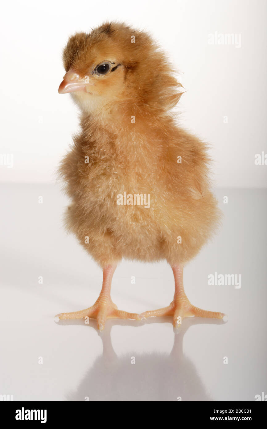 Newly born chick Stock Photo - Alamy