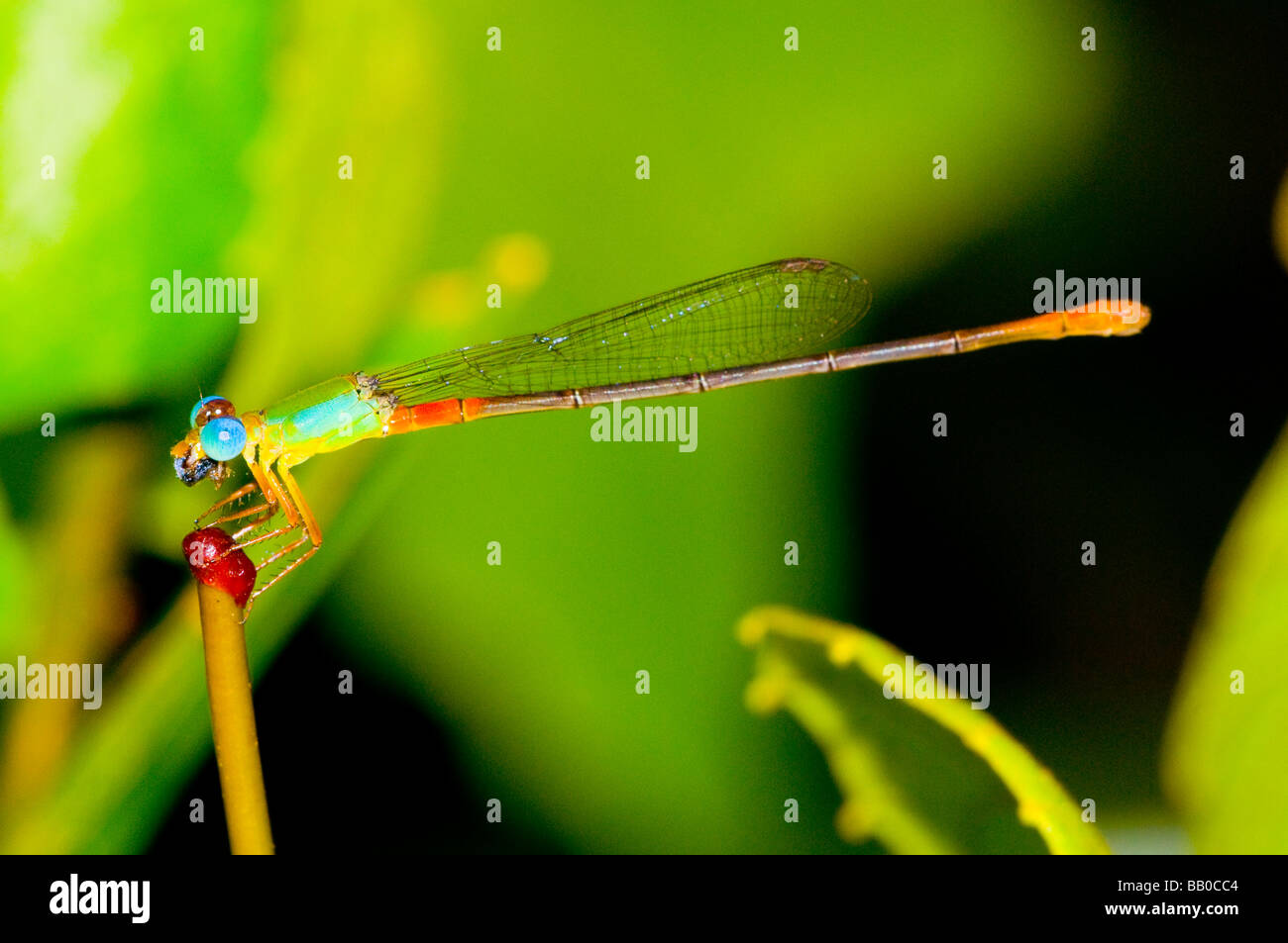 Dragonfly in rain forest in Borneo Stock Photo - Alamy