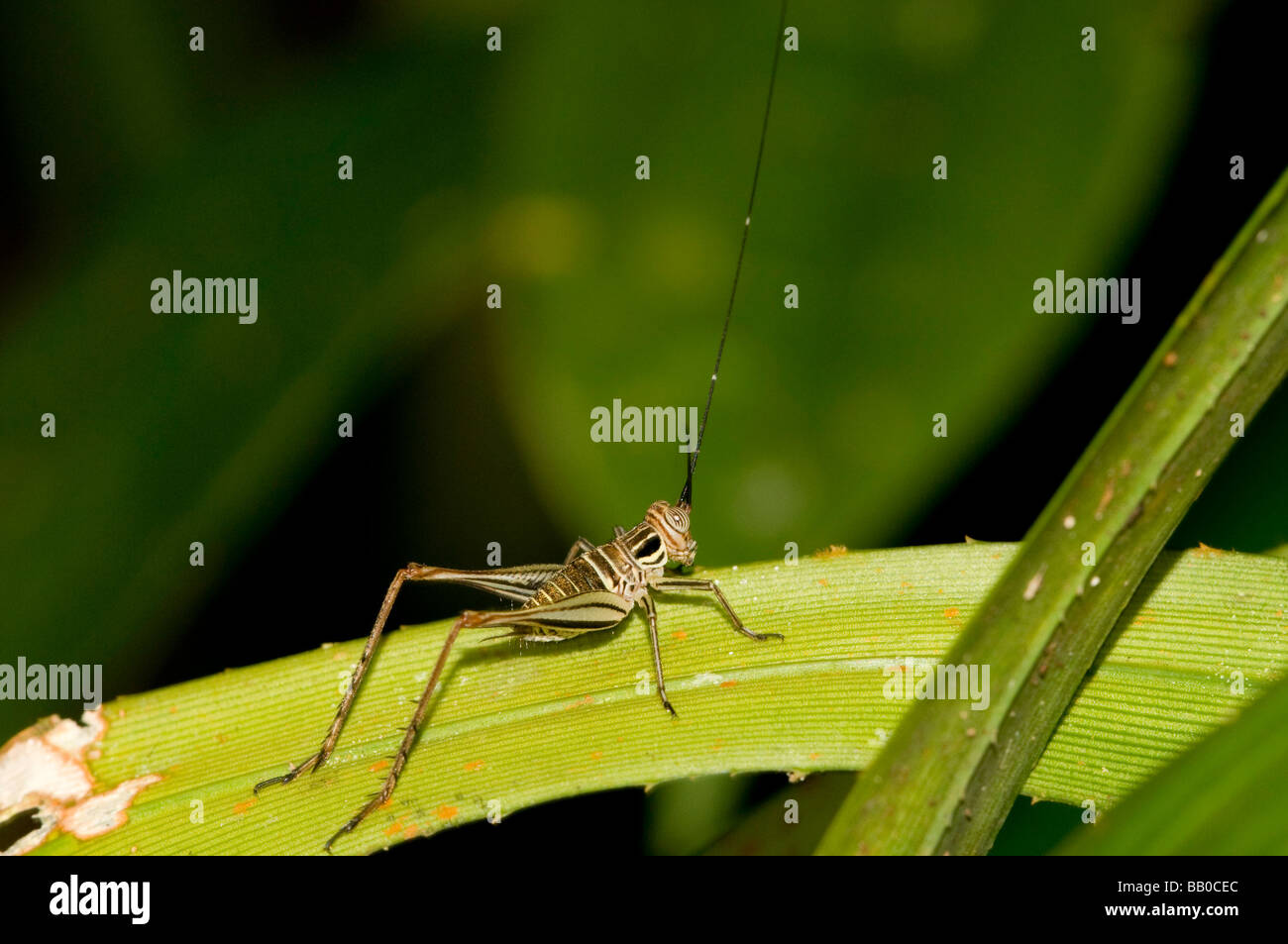 Grasshopper of borneo hi-res stock photography and images - Alamy
