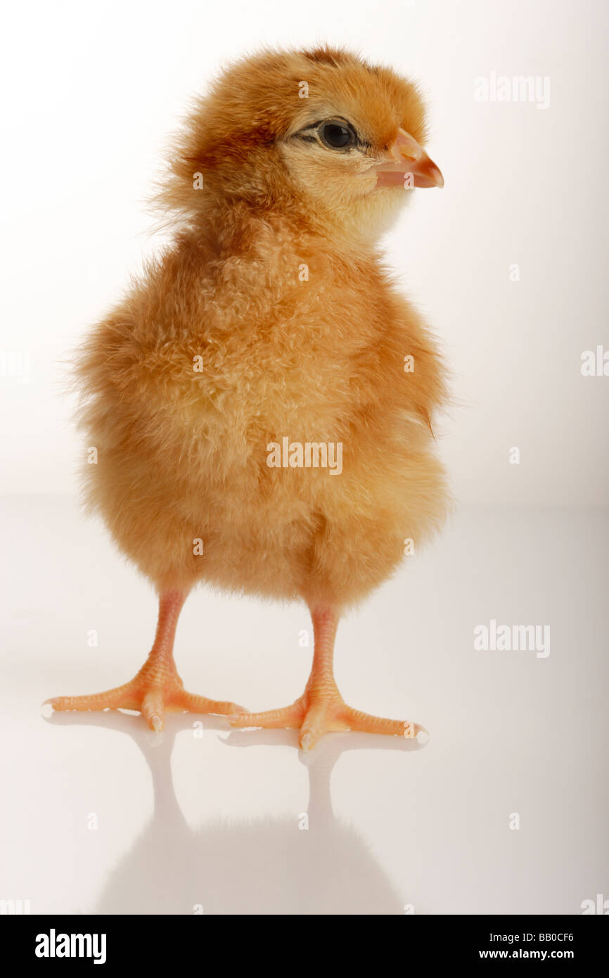 Chick newly born hi-res stock photography and images - Alamy