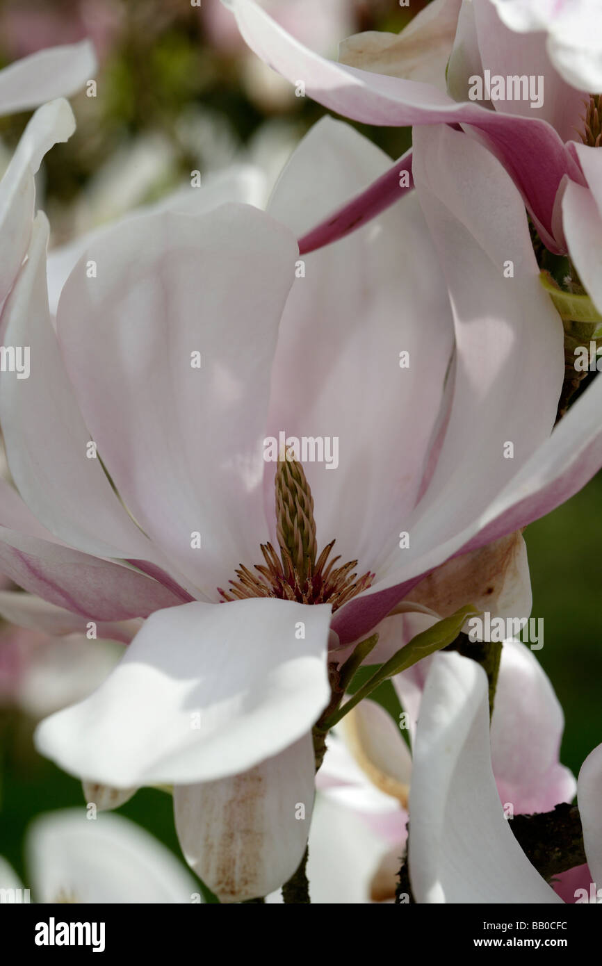 Magnolia tree in flower April Stock Photo - Alamy
