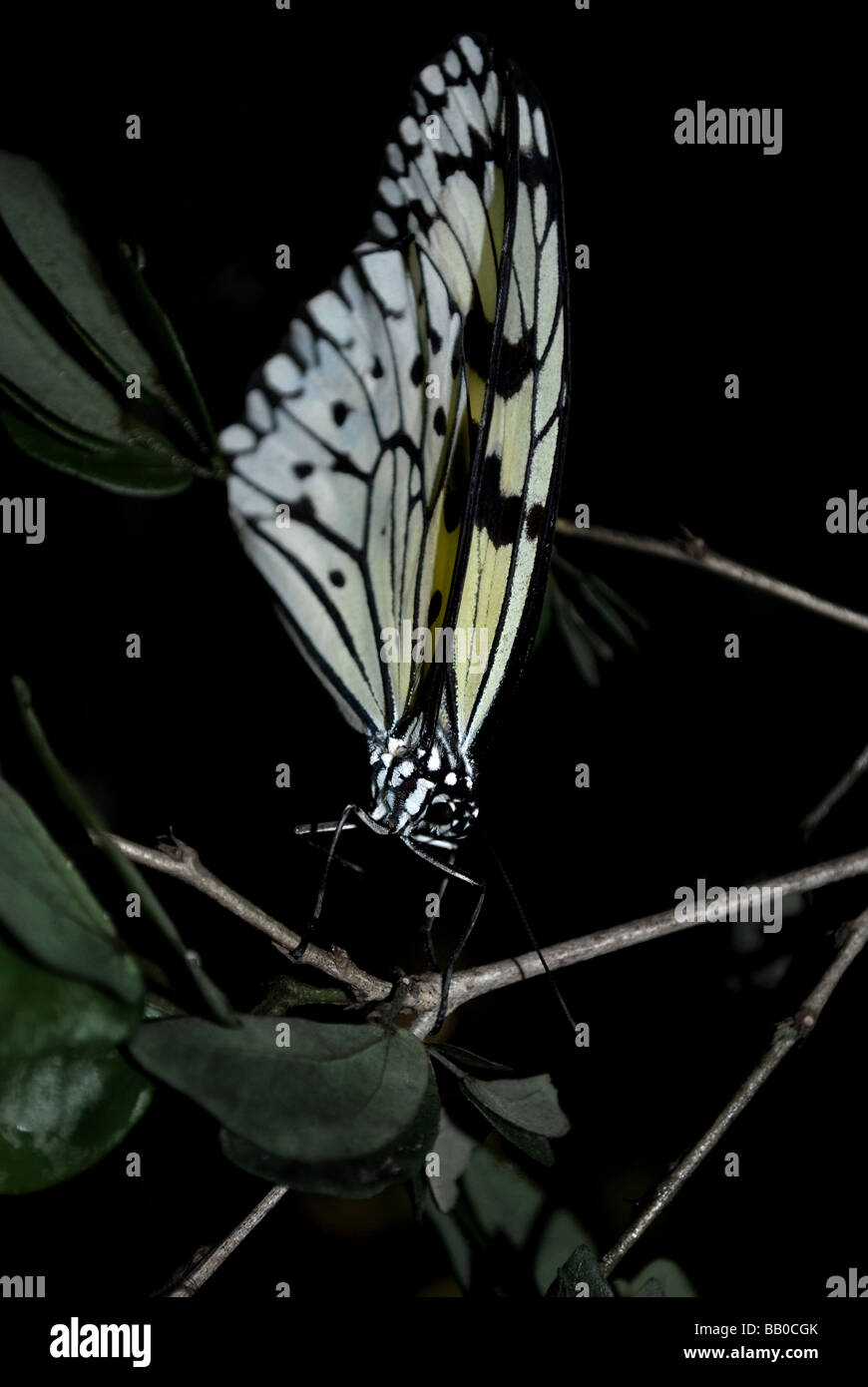 Fancy a flutter hi-res stock photography and images - Alamy