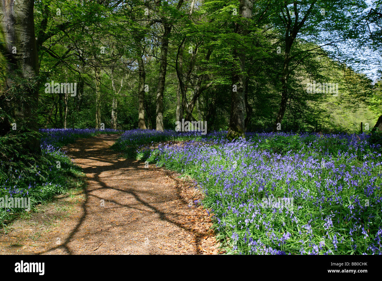 Staffhurst wood hi-res stock photography and images - Alamy