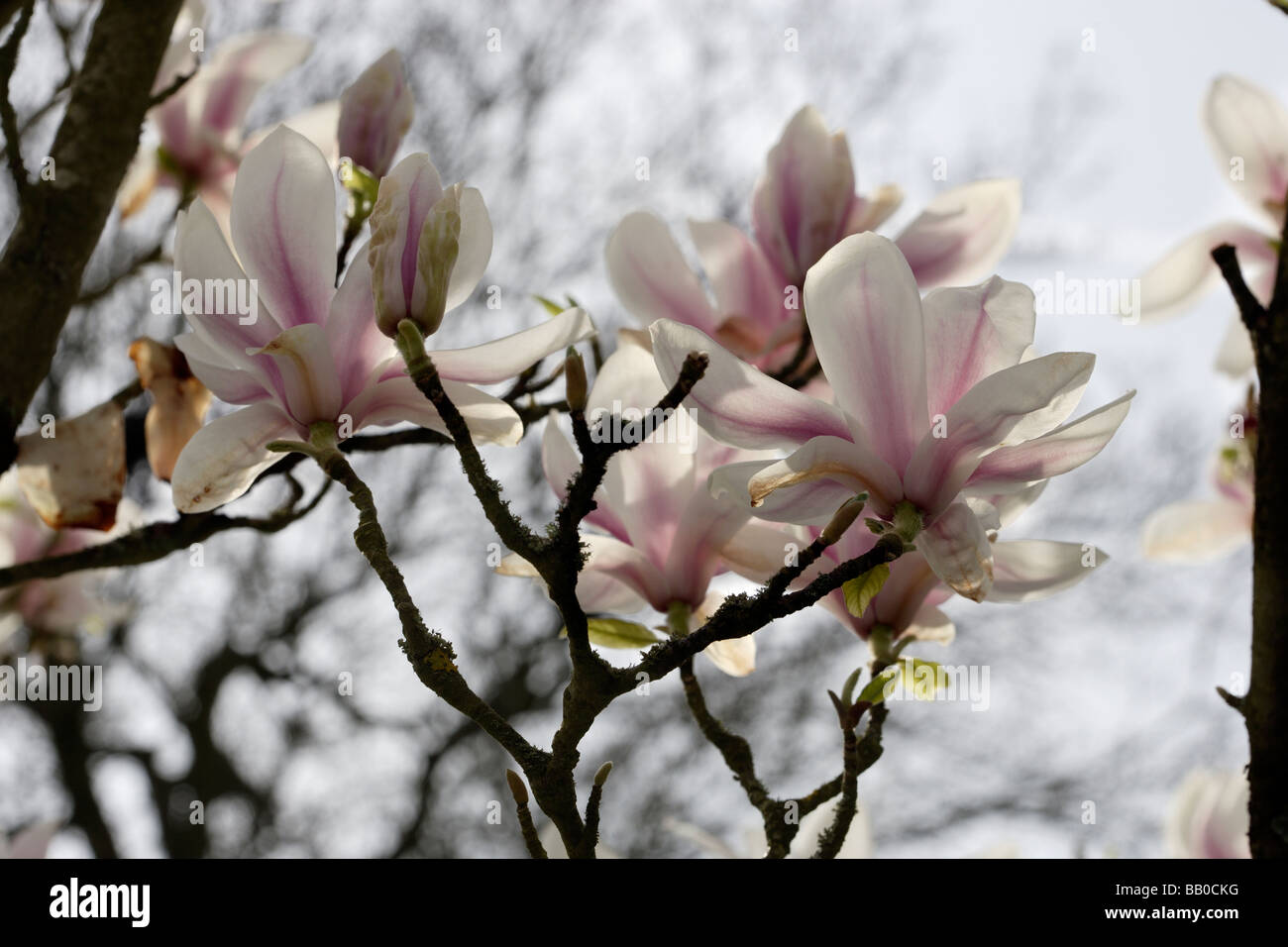 April tree hi-res stock photography and images - Alamy