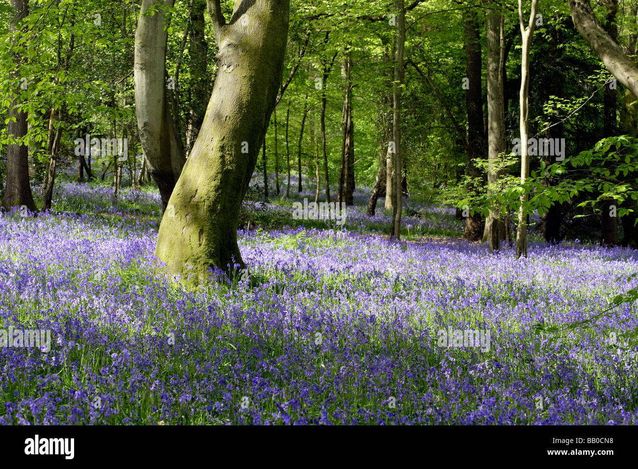 Bluebell woods in Spring at Staffhurst wood Surrey UK Stock Photo - Alamy