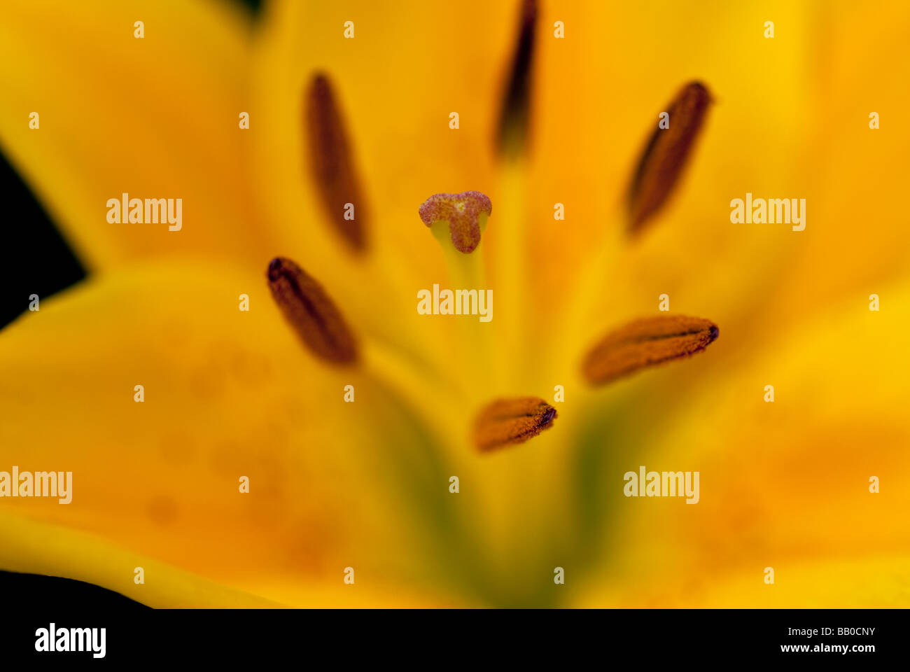 Yellow Lily Close-up Stock Photo - Alamy