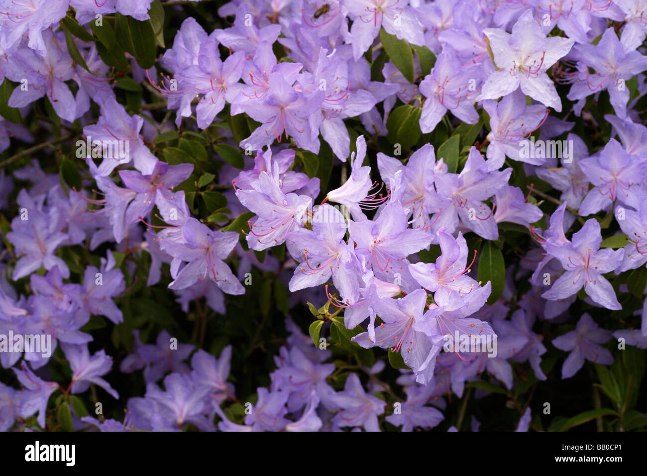Mauve rhododendron hi-res stock photography and images - Alamy