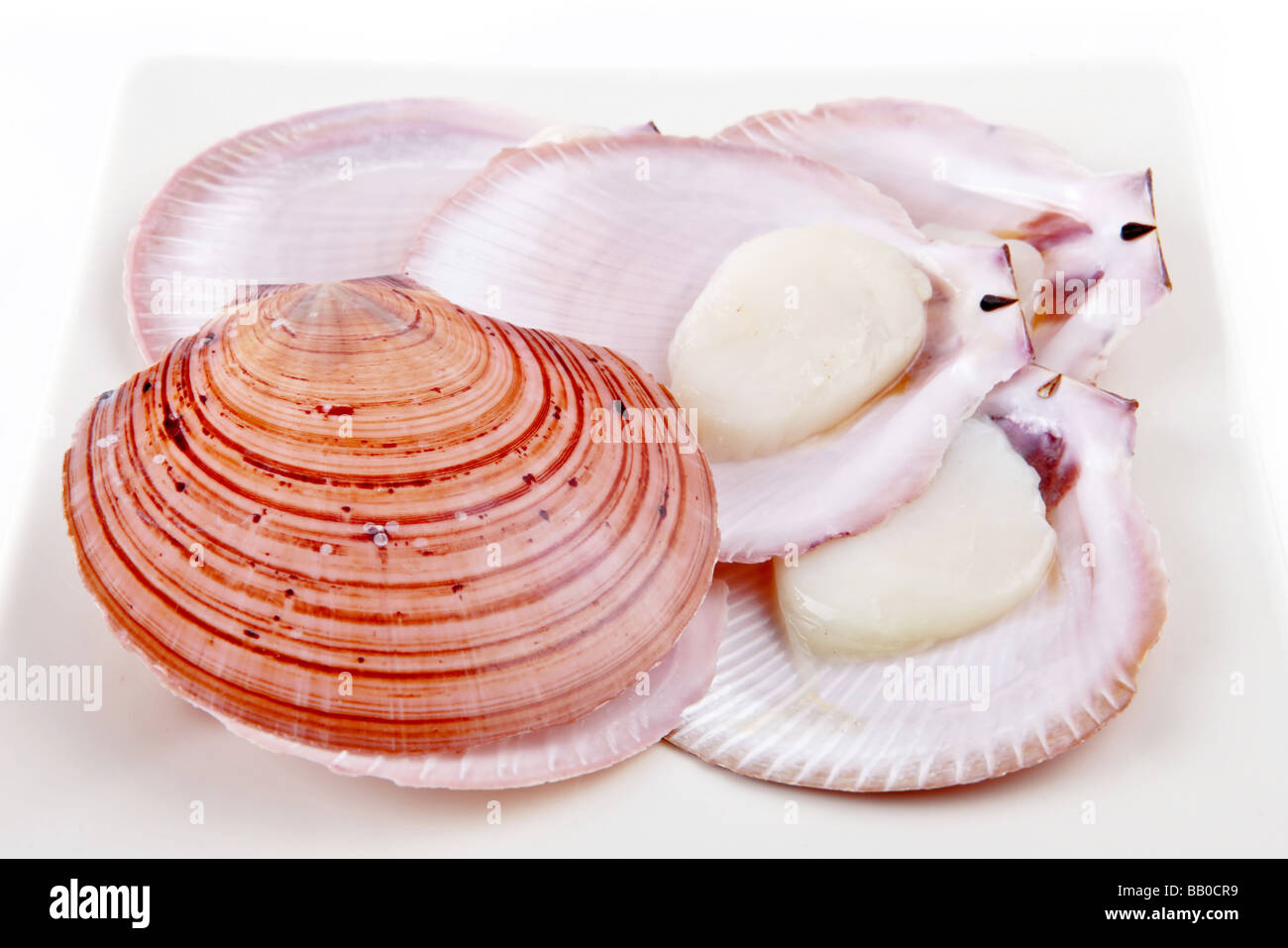 Fresh Scallops High Resolution Stock Photography and Images - Alamy