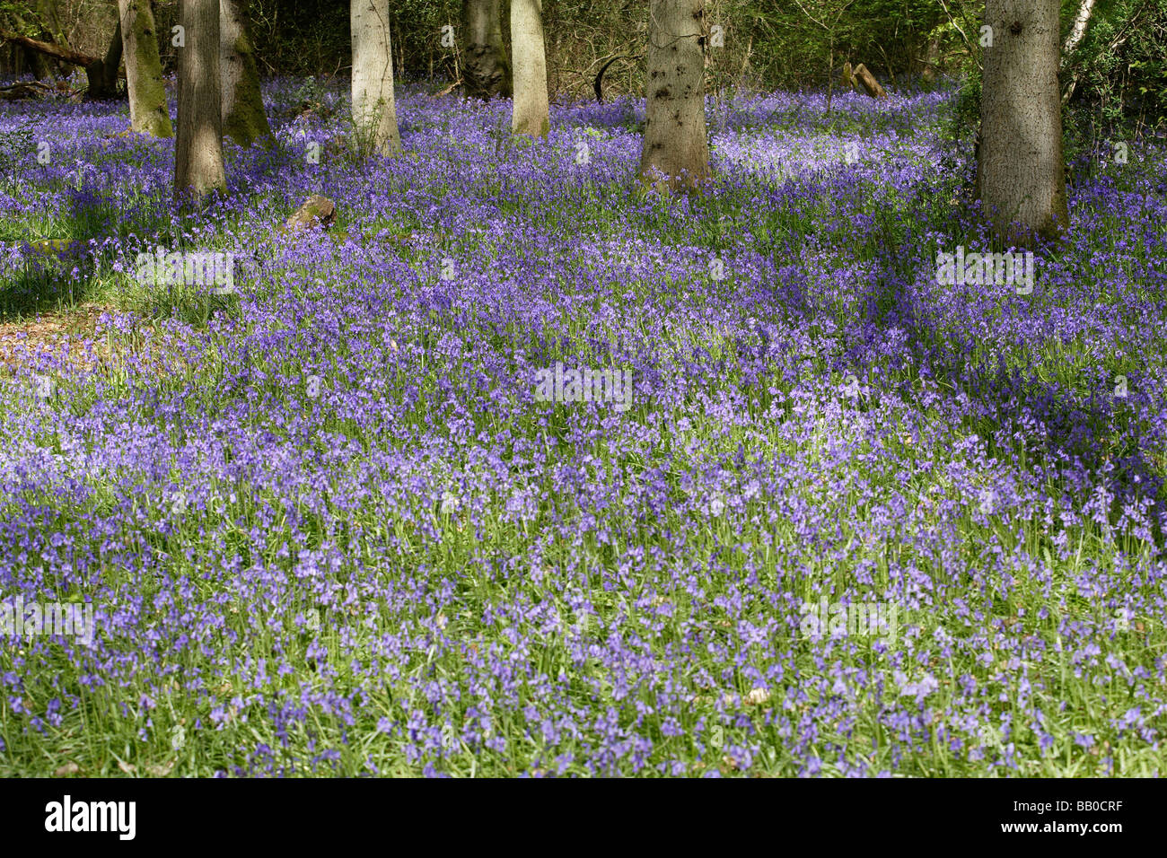 Staffhurst wood hi-res stock photography and images - Alamy