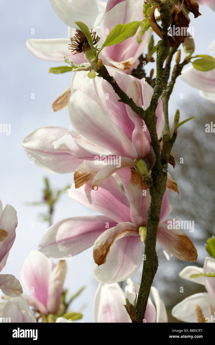 Magnolia tree in flower April Stock Photo - Alamy