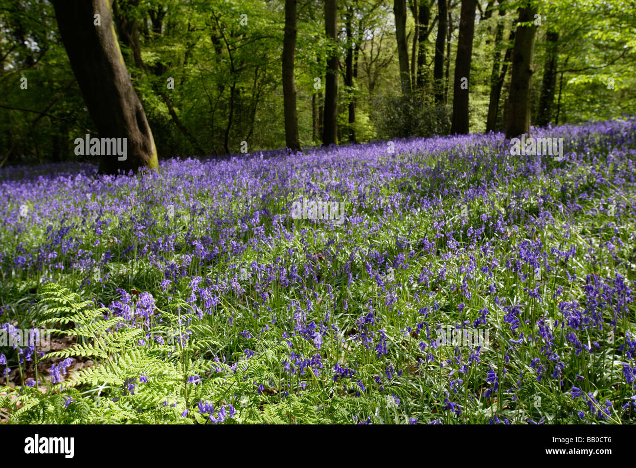 Staffhurst Wood High Resolution Stock Photography and Images - Alamy