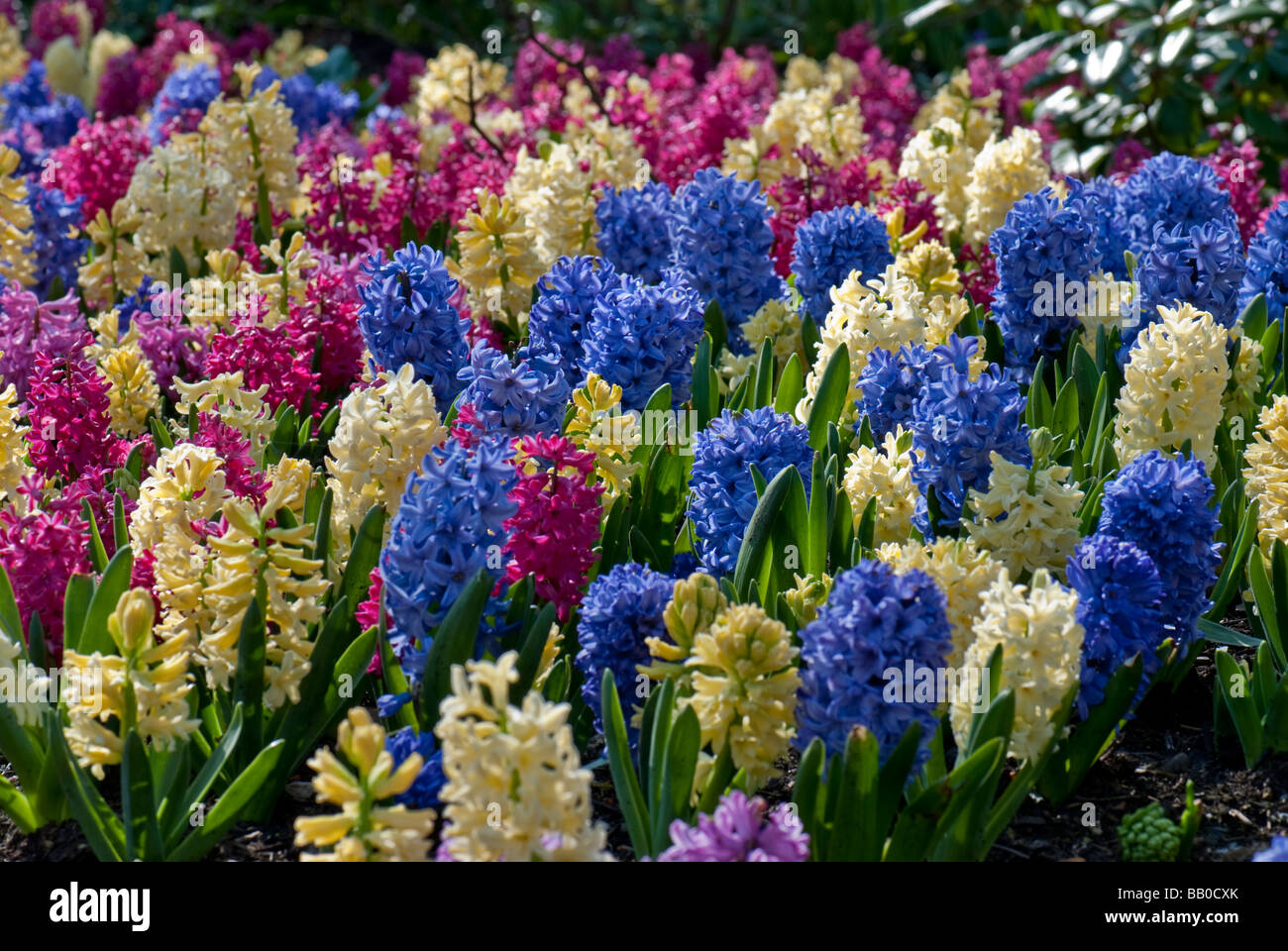 Spring hyacinths hi-res stock photography and images - Alamy
