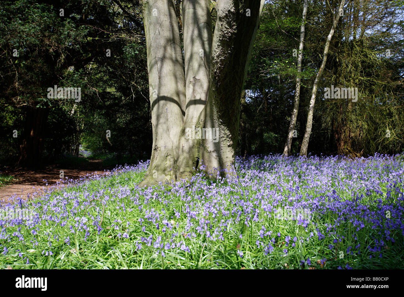 Bluebell woods in Spring at Staffhurst wood Surrey UK Stock Photo - Alamy