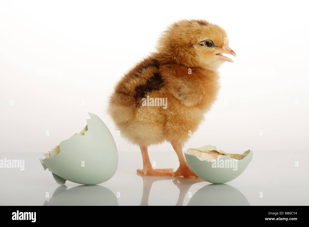 Newly born chick hi-res stock photography and images - Alamy