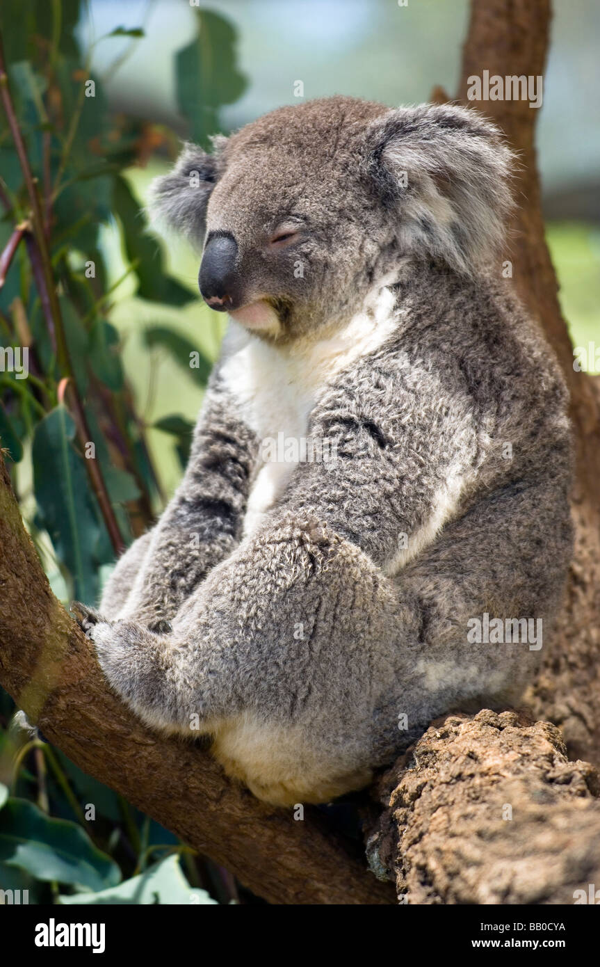 Koala in Taronga Zoo, Sydney, Australia Stock Photo - Alamy