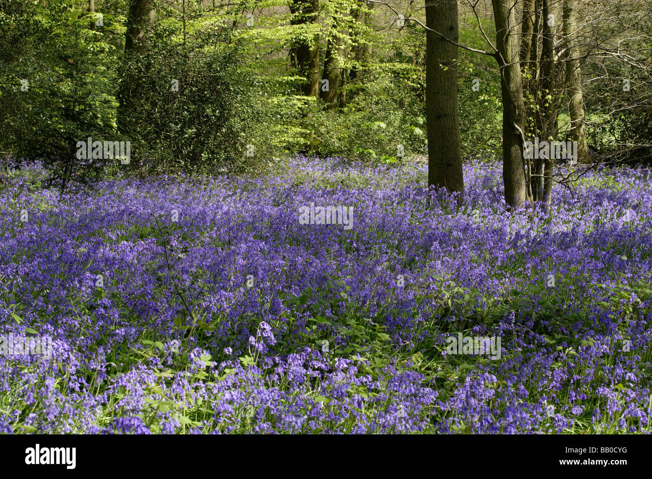 Bluebell woods in Spring at Staffhurst wood Surrey UK Stock Photo - Alamy