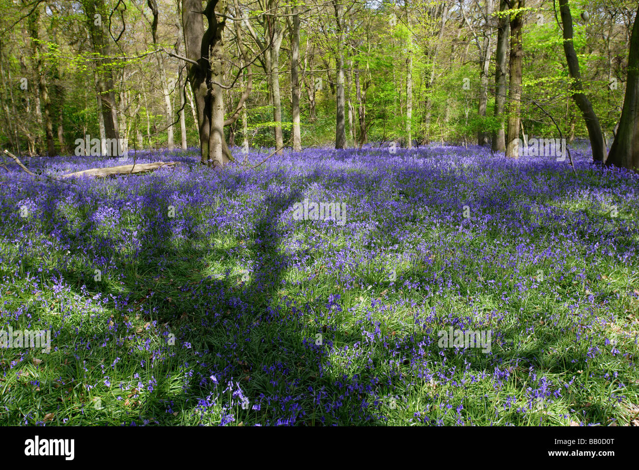 Staffhurst wood hi-res stock photography and images - Alamy