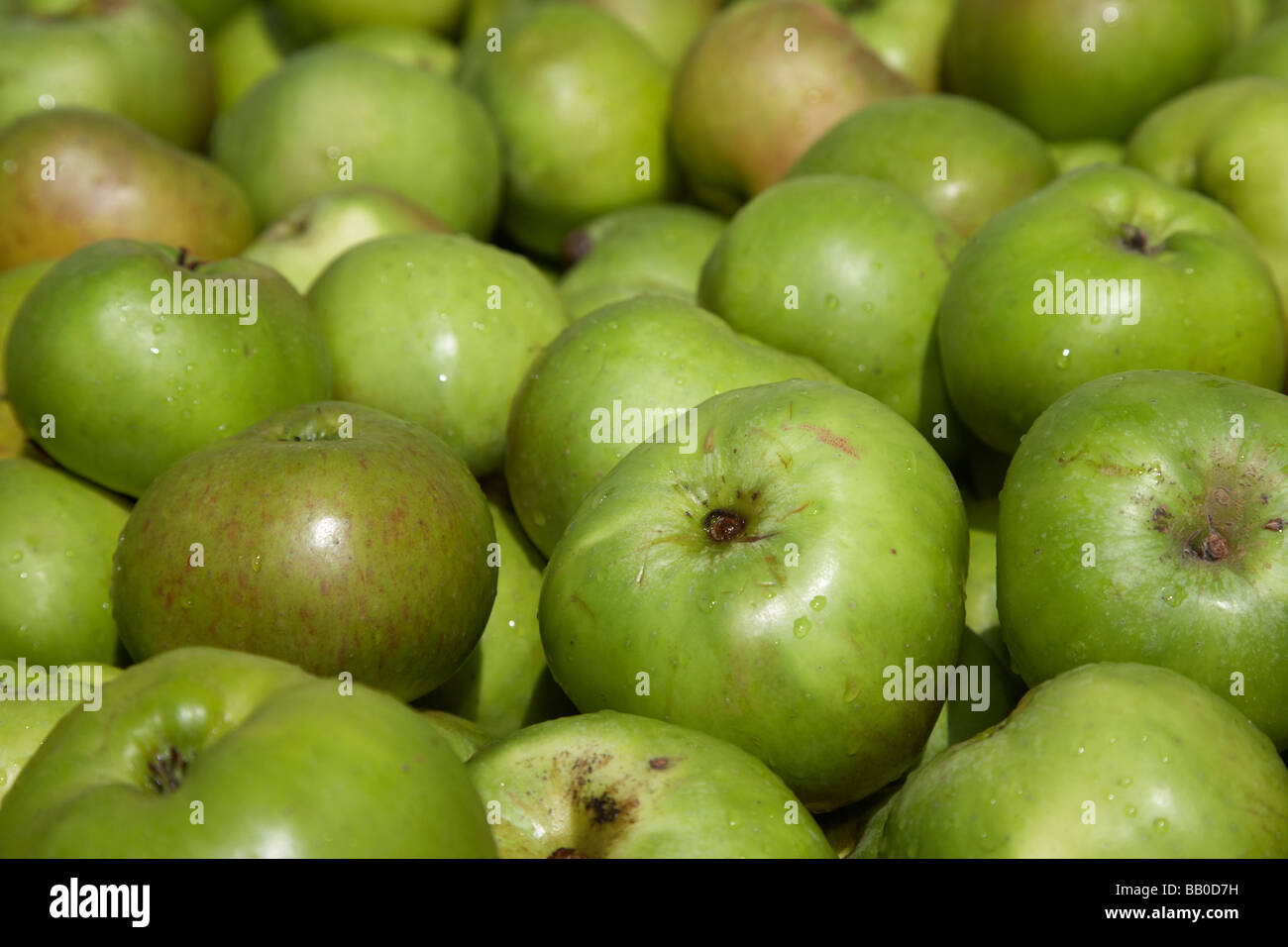 malus domestica Bramley Seedling apple crop of armagh bramley apples ...