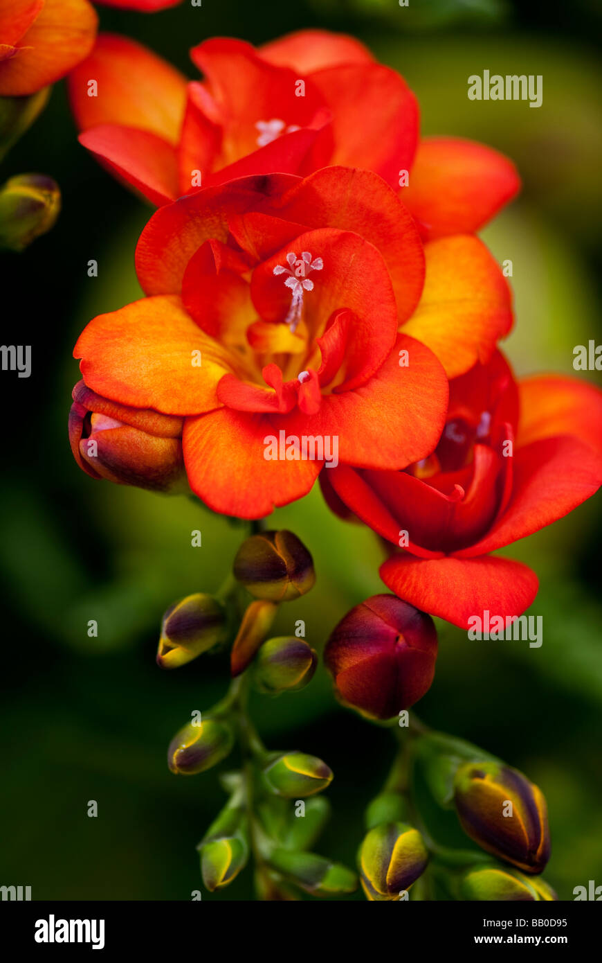 Bright Orange Freesia Flower Stock Photo - Alamy