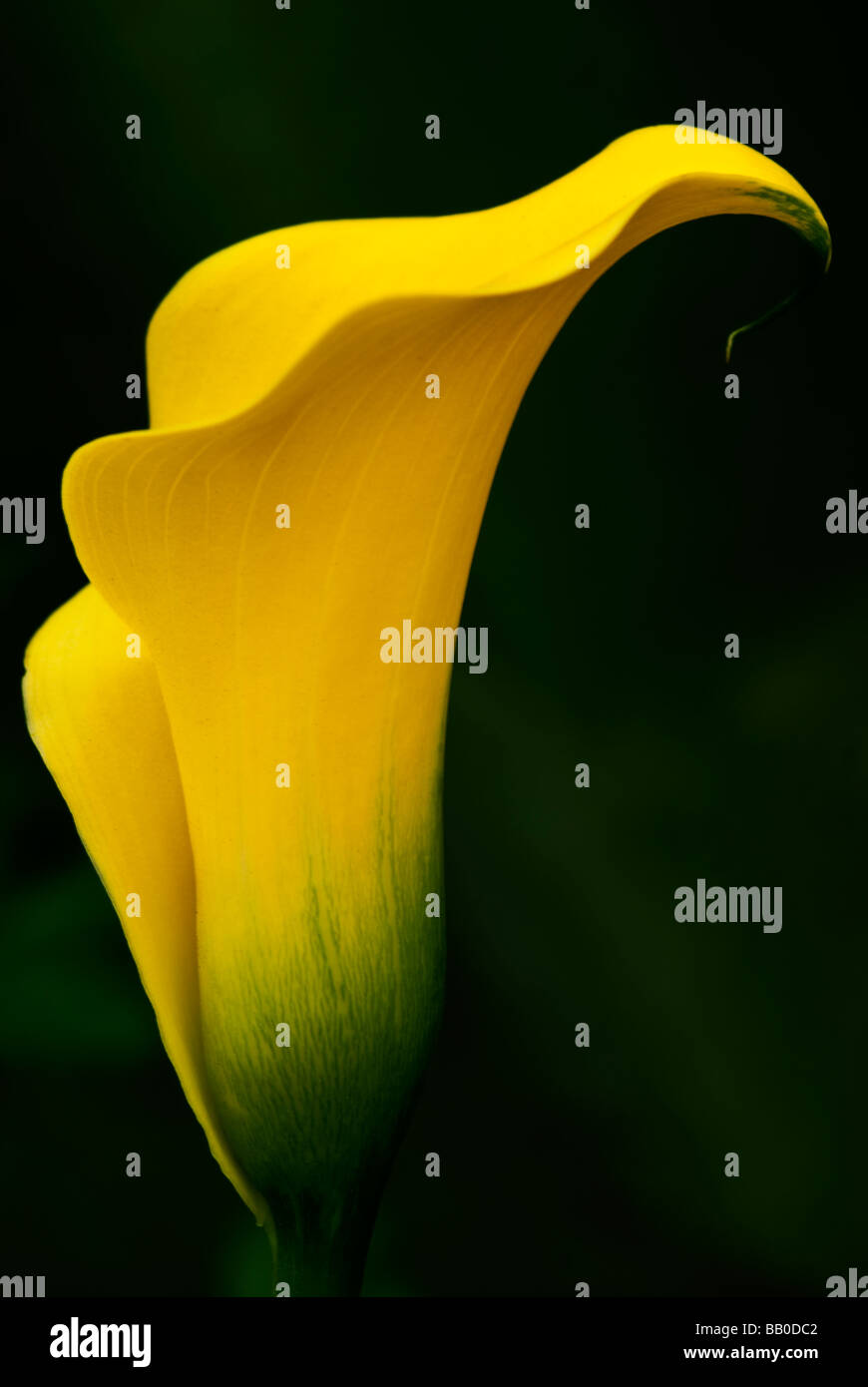 Yellow Calla Lily Stock Photo - Alamy