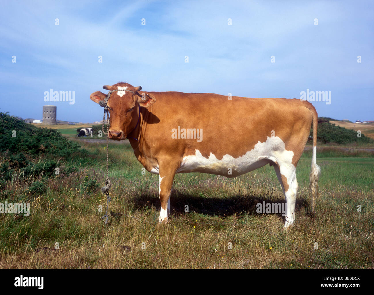 Guernsey cow grazing in a field near an old coastal defense tower Stock ...