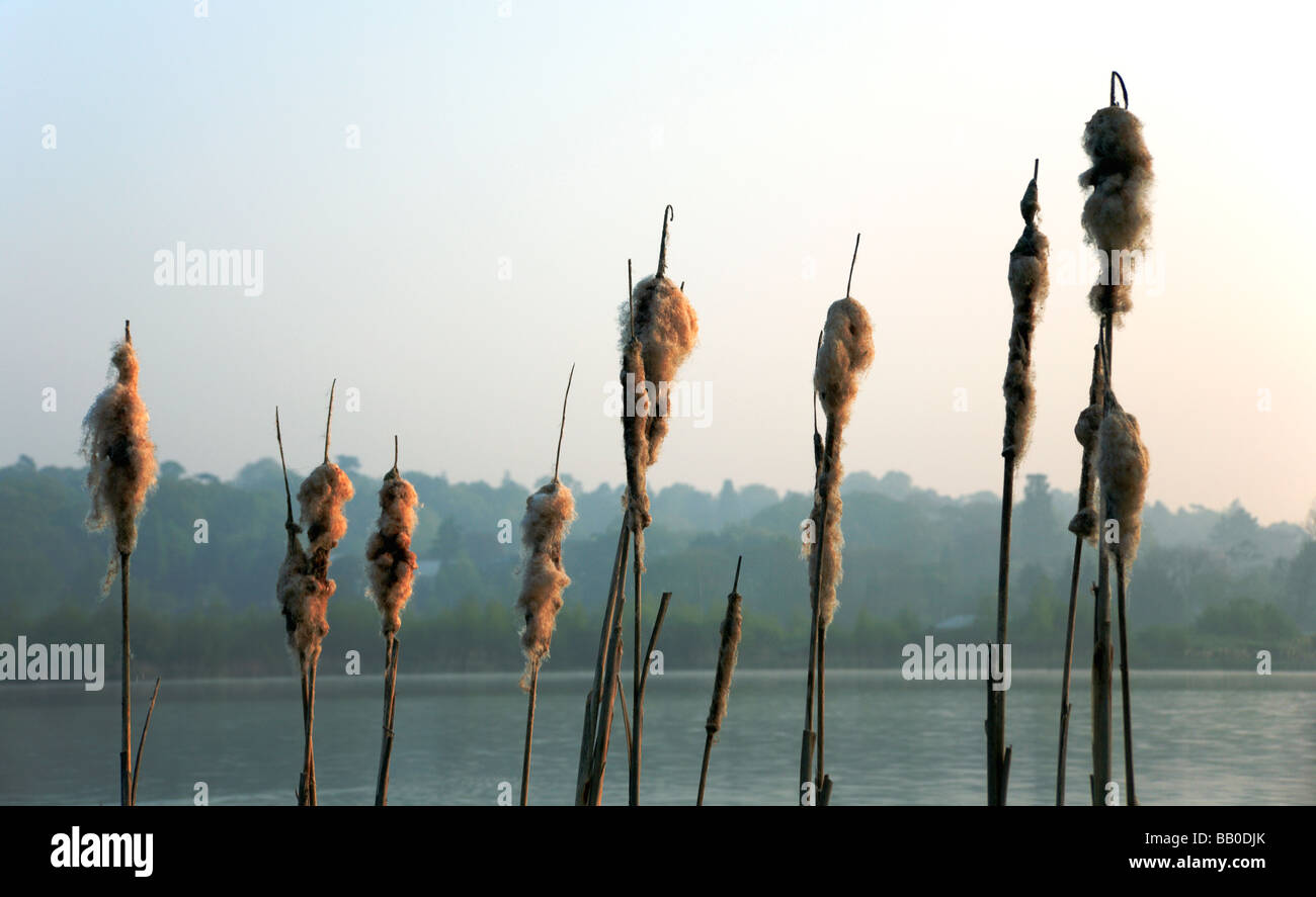 Seed heads of Common Reedmace, Typha latifolia, in early morning light ...
