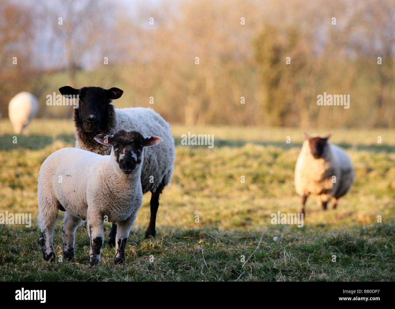 Spring lambs on hills surrounding the Dorset village of Batcombe Stock ...