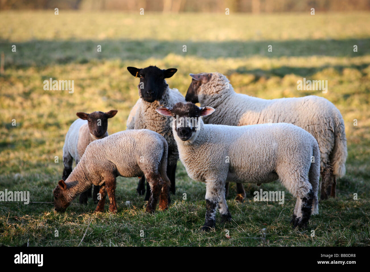 Spring lambs on hills surrounding the Dorset village of Batcombe Stock ...