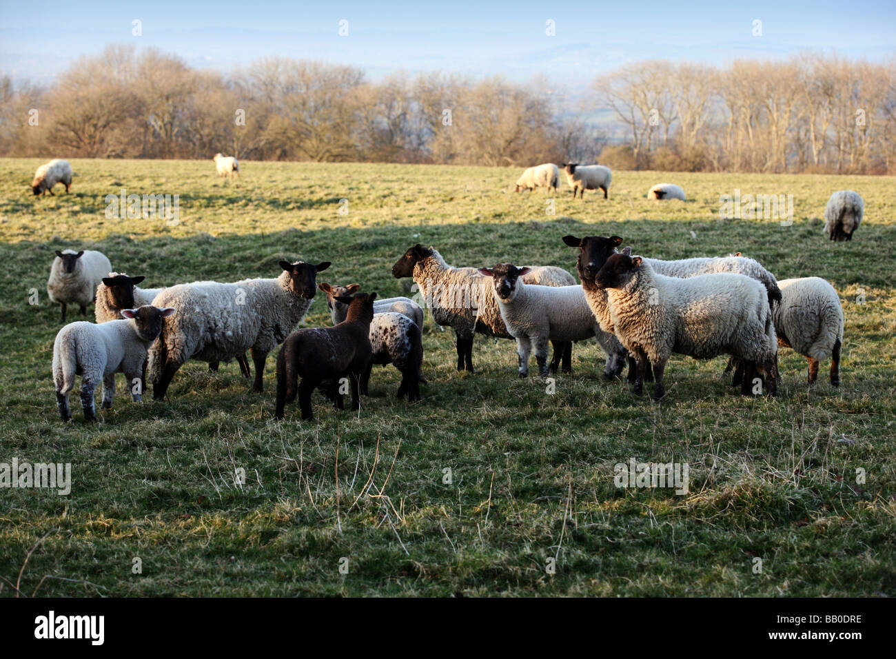 Spring lambs on hills surrounding the Dorset village of Batcombe Stock ...