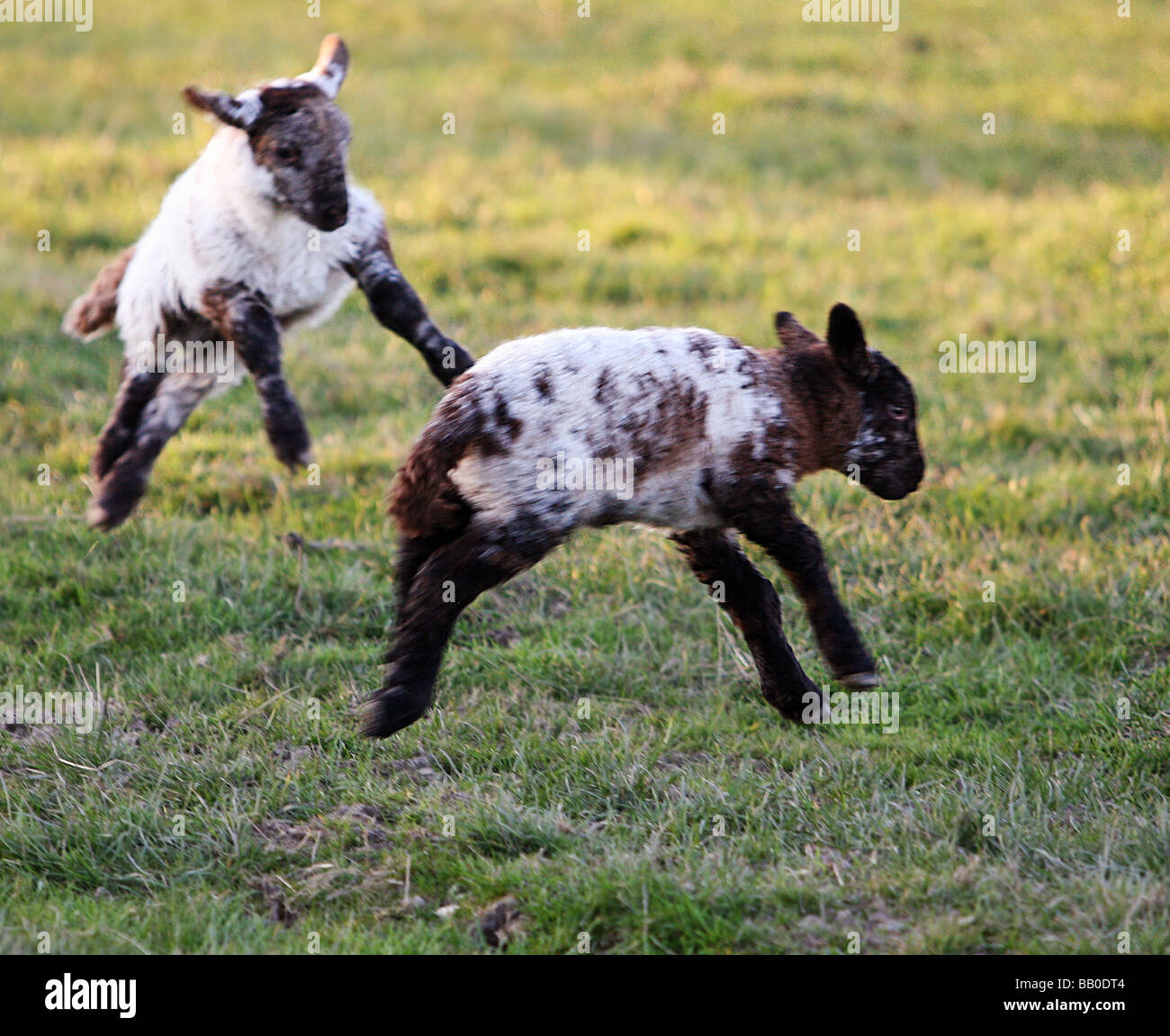 Playful spring lambs on hills surrounding the Dorset village of ...