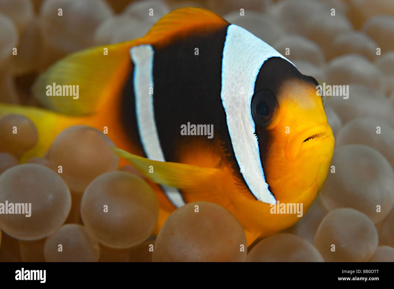 Closeup of Clown Fish - Amphiprion bicinctus. Red sea anemonefish in ...