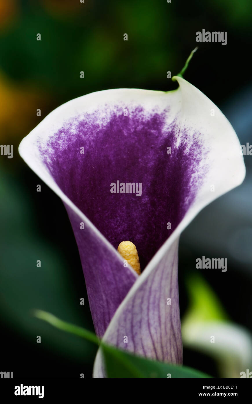 Purple calla lily hi-res stock photography and images - Alamy