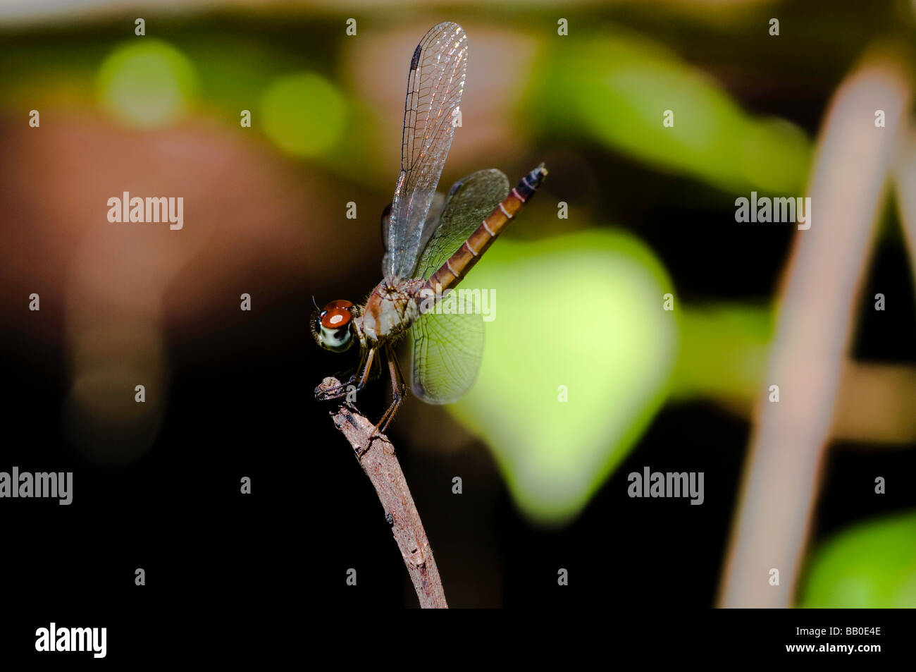 Dragonfly in rain forest in Borneo Stock Photo - Alamy