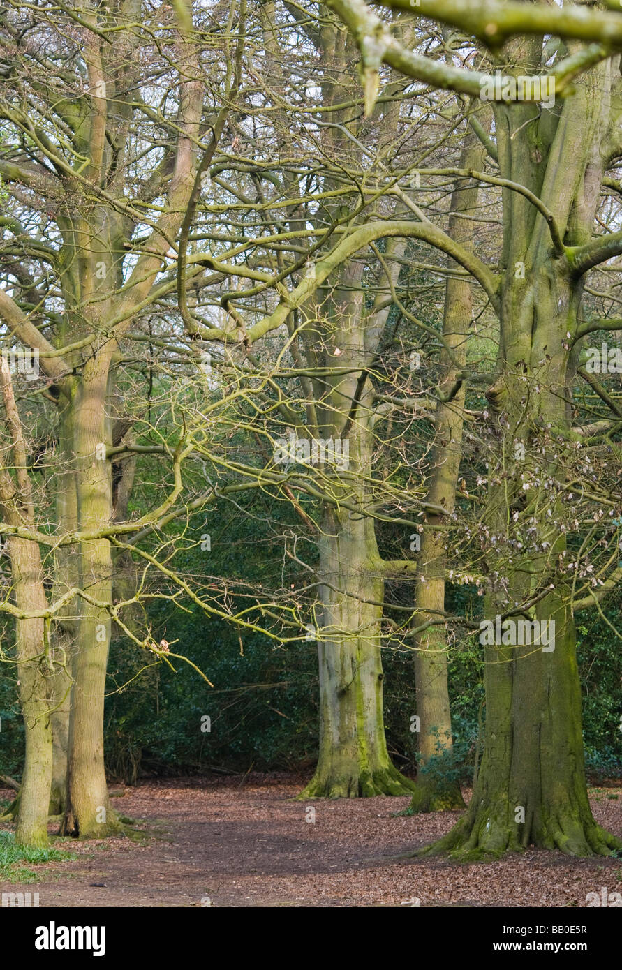 Early spring trees in Burton Bushes, Beverley Westwood East Yorkshire ...