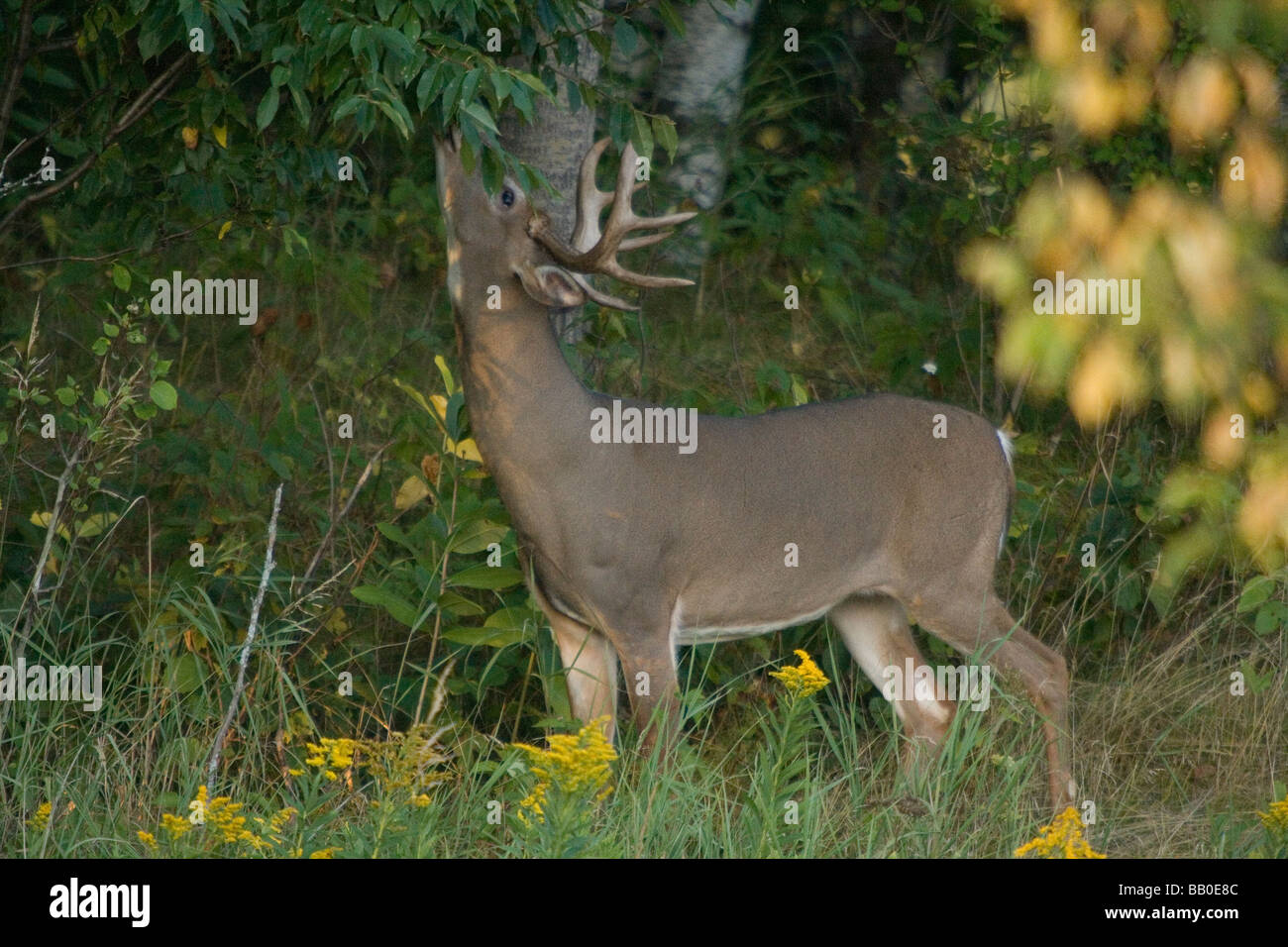 Buck scrape hi-res stock photography and images - Alamy