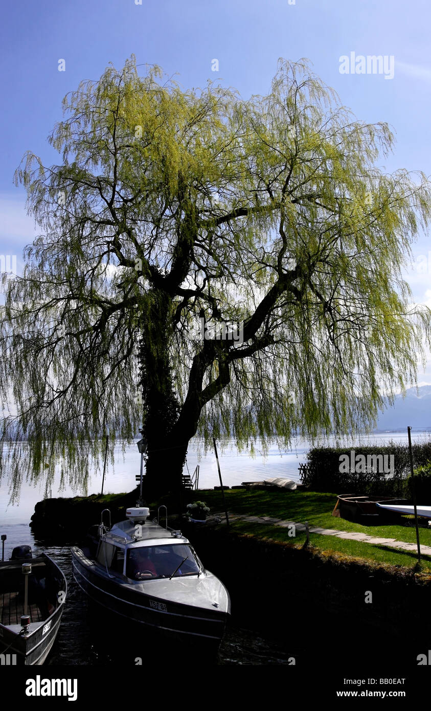 Small Boats Under a Willow Tree Fraueninsel Chiemsee Chiemgau Bavaria ...