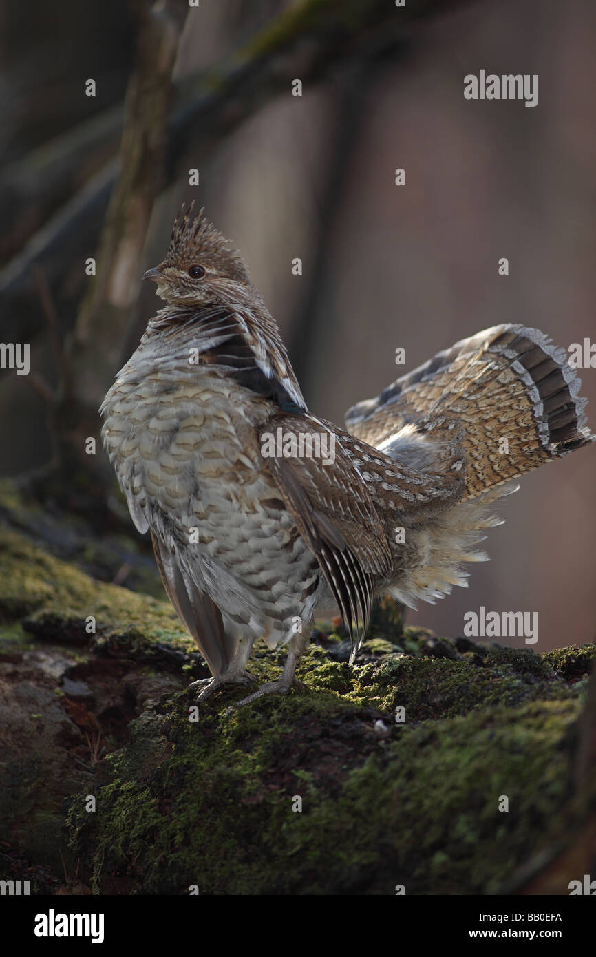 Ruffed Grouse (Bonasa umbellus) Male engaged in courtship display - New ...