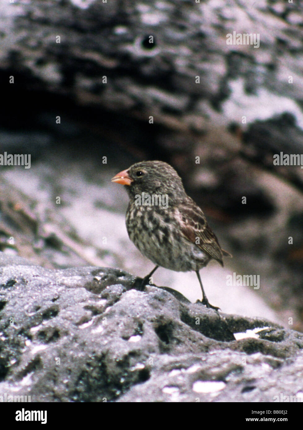 Galapagos Islands. Small Ground Finch 'Geospiza fuliginosa' on Island ...